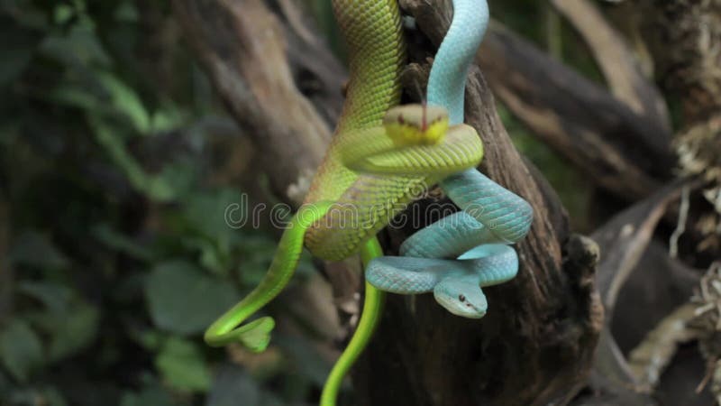 Three Viper Snakes Ready To Attack Stock Footage - Video of branch ...
