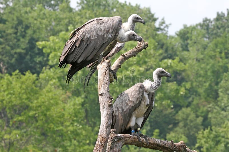 Three Vultures stock photo. Image of vulture, watching - 3740098