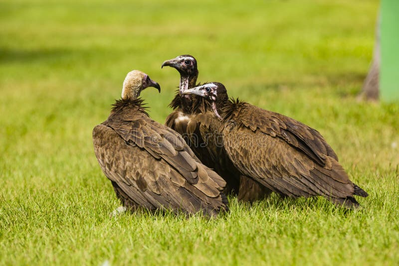 Three Vultures on the Grass Stock Image - Image of vultures, vulture ...