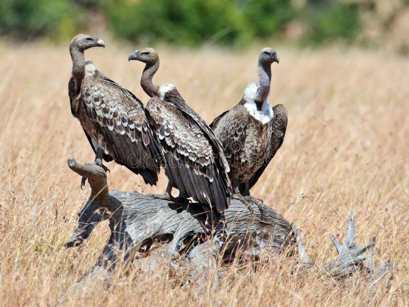 Three Vultures Sits on the Snag Stock Image - Image of masai, snag ...