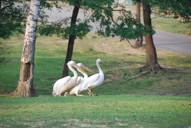 Three walking pelicans stock image. Image of park, beak - 188319589