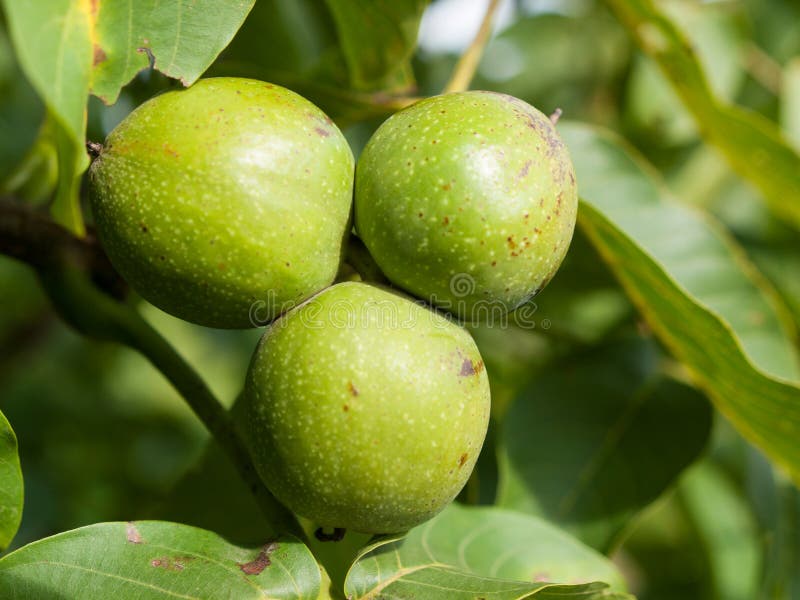 Three Walnut Fruits on the Tree Stock Photo - Image of leaf ...