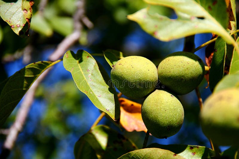 Three walnuts stock photo. Image of blue, colors, walnuts - 39091490