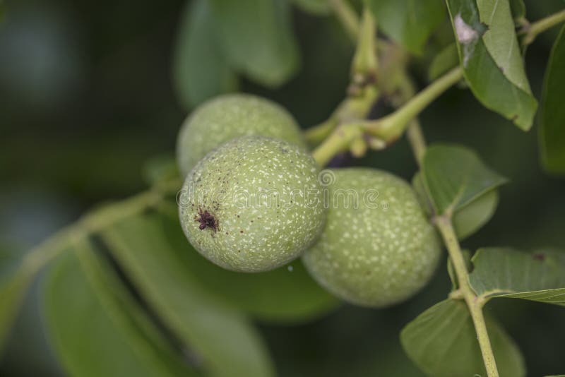 Three Walnuts Grow on the Tree Stock Photo - Image of garden, natural ...
