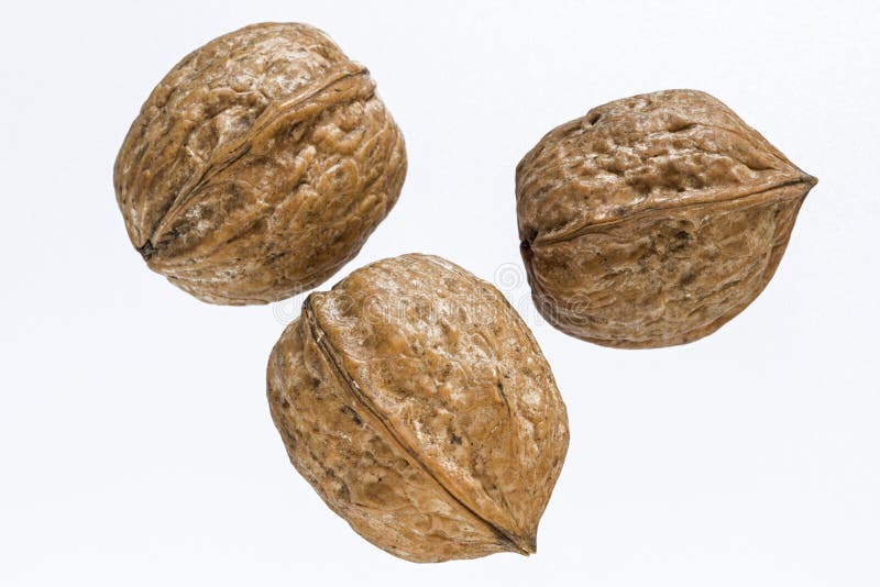 Three walnuts stock photo. Image of autumn, macro, optional - 36233700