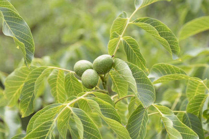 Walnut Branch with Green Walnuts Growing Stock Photo - Image of branch ...