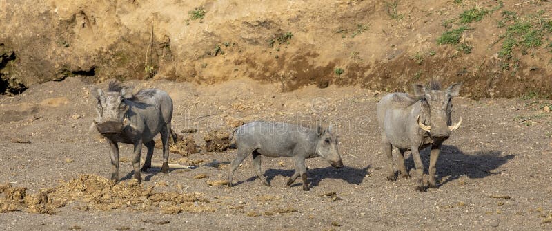 Three Warthogs in Botswana, Africa Stock Image - Image of three ...