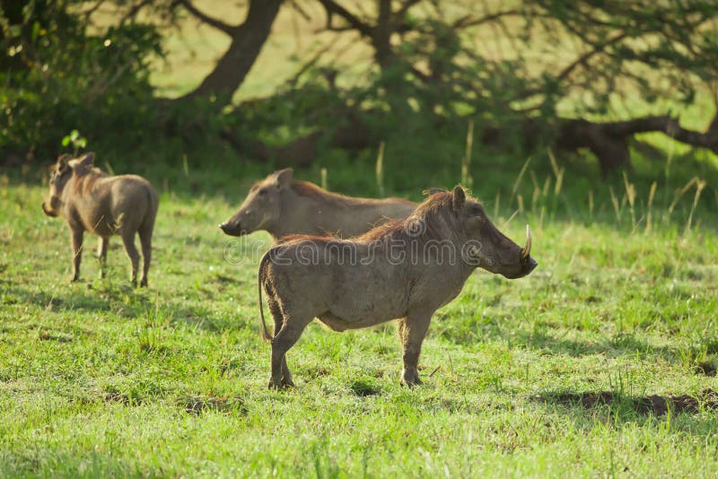 Three Warthogs in the Savannah Stock Image - Image of kenya, savannah ...