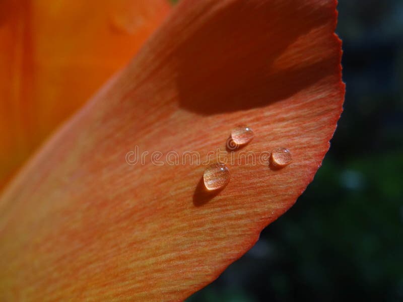 Three Water Drops on Orange Tulip Petal Stock Photo - Image of droplets ...
