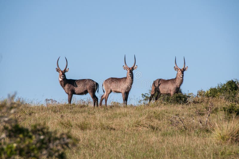 Three Waterbuck Standing on a Ridge Stock Photo - Image of animals ...
