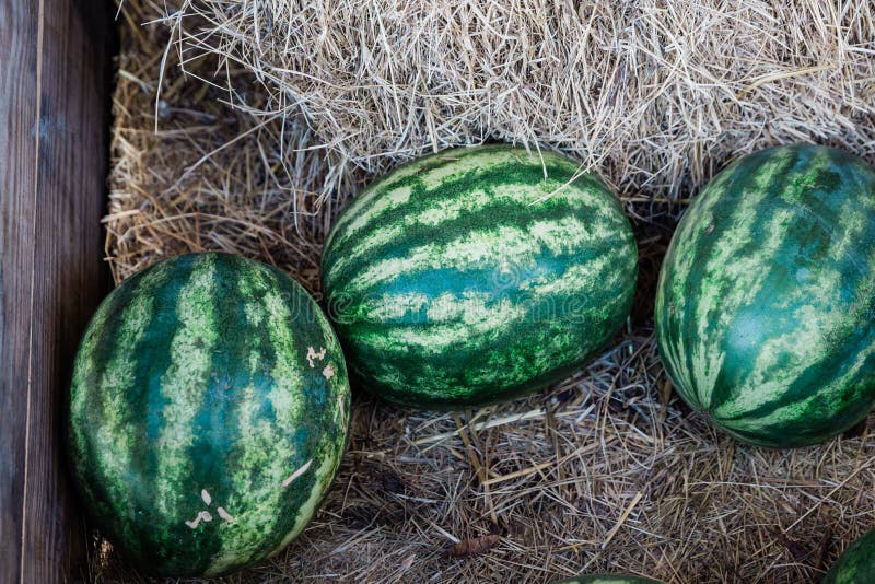 Three Watermelons Soaked in a Stream Stock Image - Image of watermelon ...