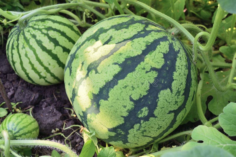Three Watermelons Growing in the Garden Stock Image - Image of nature ...
