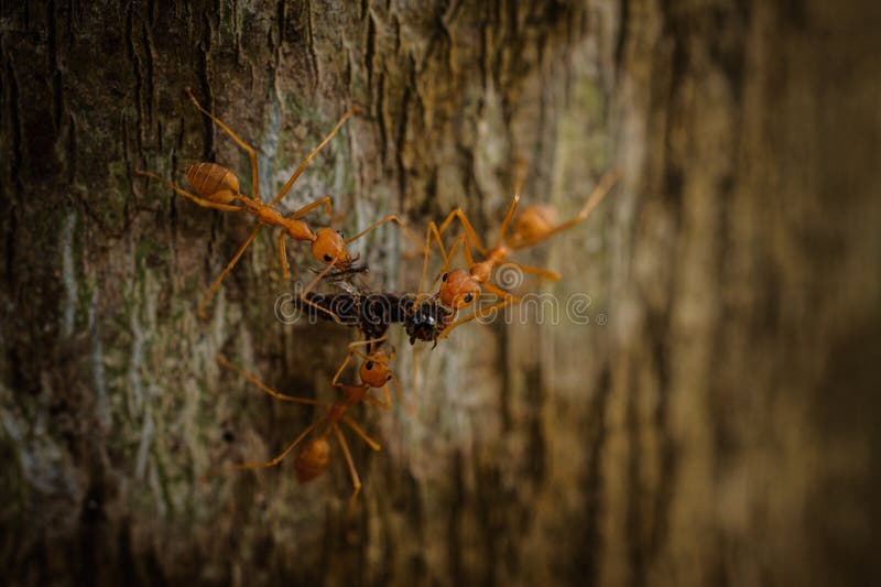 Three Weaver Ants Eating Insect Stock Image - Image of animal, close ...