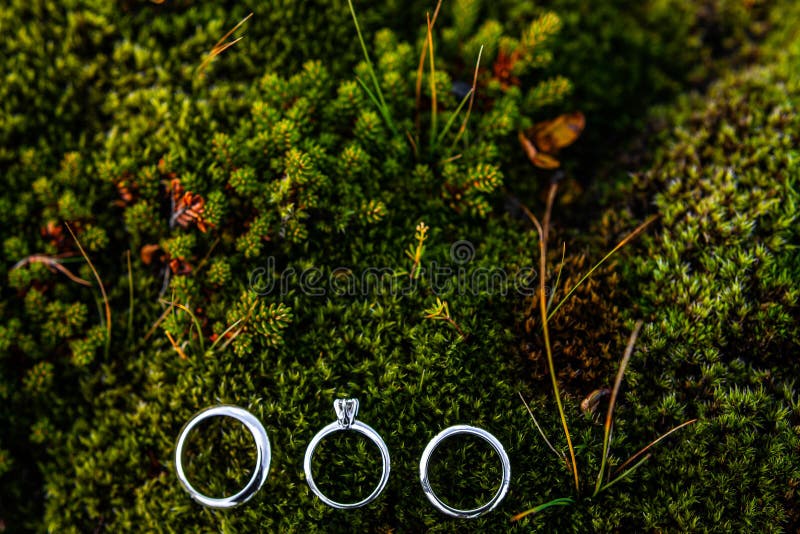 Three Wedding Rings on Green Icelandic Moss Stock Photo - Image of ...