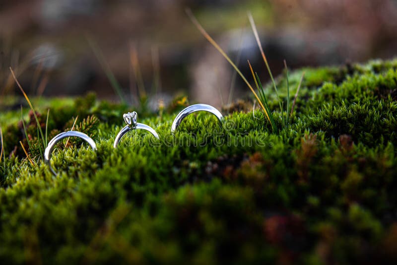 Three Wedding Rings on Green Icelandic Moss Stock Photo - Image of ...