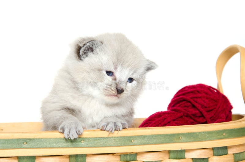 Three week old kitten stock photo. Image of mammal, baby - 25380514