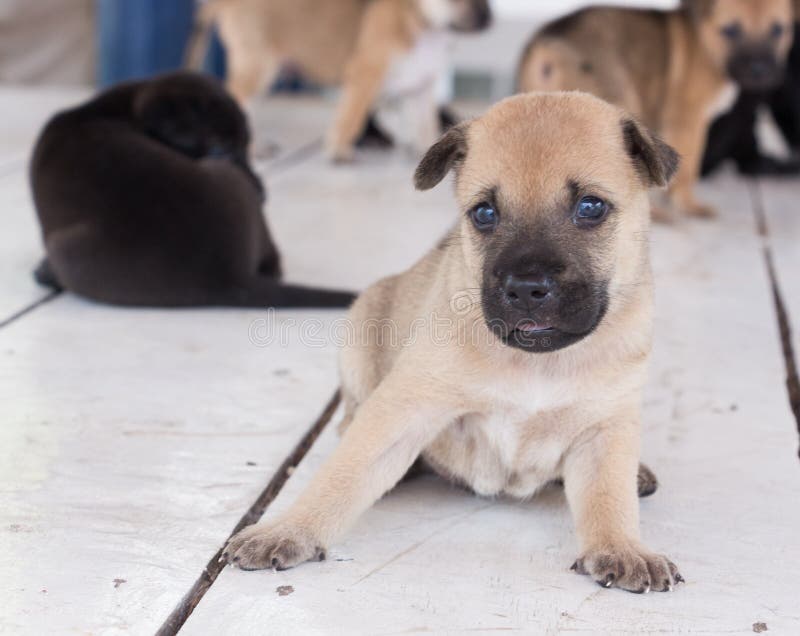 Three Week Old Puppy Playing with Siblings Stock Photo - Image of ...