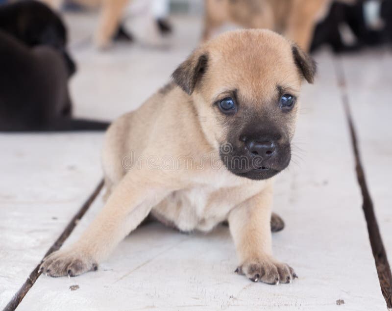 Three Week Old Puppy Playing with Siblings Stock Image - Image of black ...