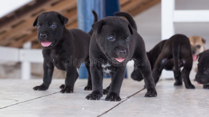 Three Week Old Puppy Playing with Siblings Stock Image - Image of ...
