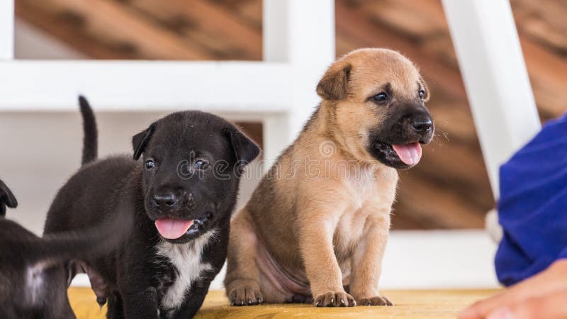 Three Week Old Puppy Playing with Siblings Stock Photo - Image of ...
