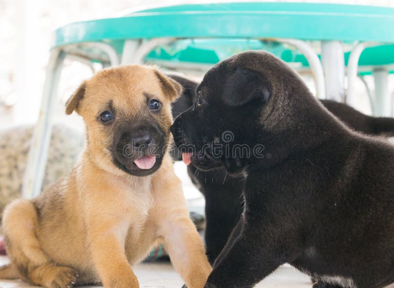 Three Week Old Puppy Playing with Siblings Stock Photo - Image of ...