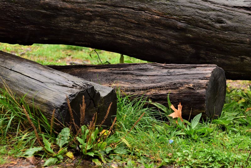 Three Wet Brown Tree Trunks Laying on Grass Stock Image - Image of ...
