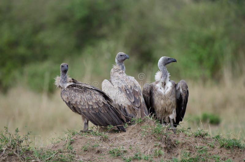 Three White-backed Vultures Stock Photo - Image of africanus, gyps ...
