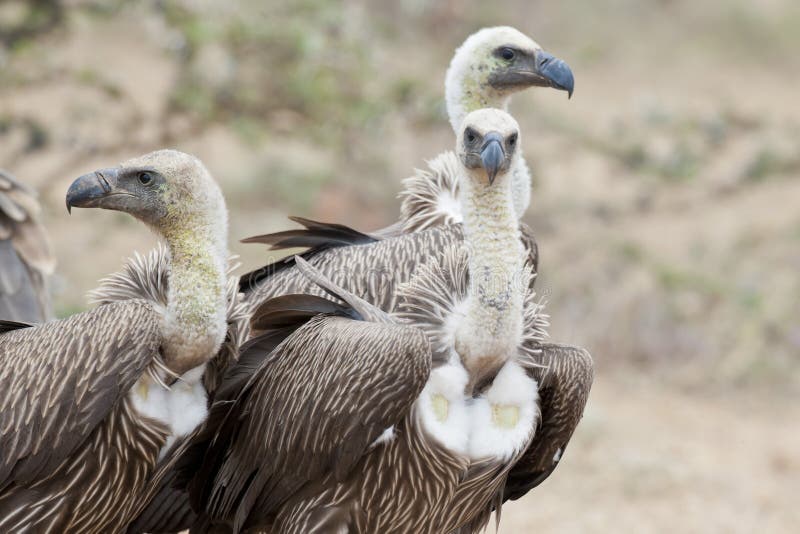 Three White-Backed Vultures Stock Photo - Image of carnivore, reserve ...