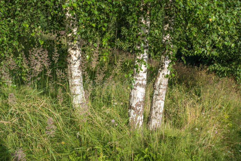 Three White Birch Trunks Against a Background of Tall Grass and Green ...