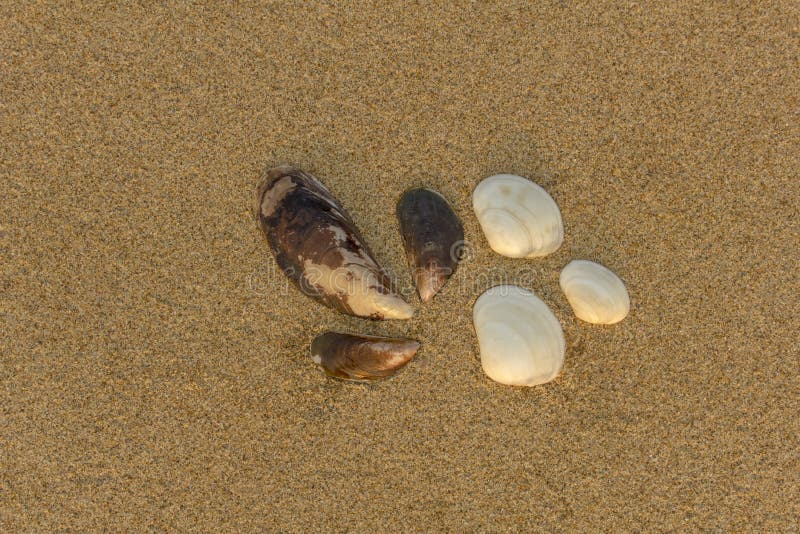 Three White and Three Brown Shells Close-up on Yellow Sand. Natural ...