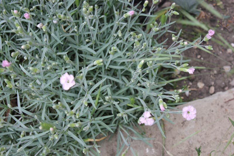 Three White Carnations in Blossom Spring Season Stock Image - Image of ...