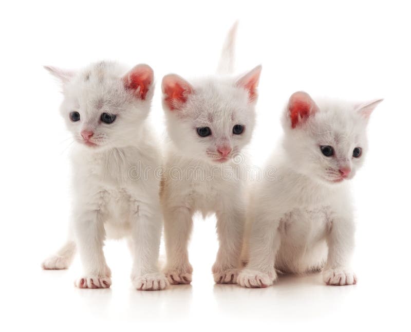 Three red cats. stock image. Image of small, pets, white - 93789621