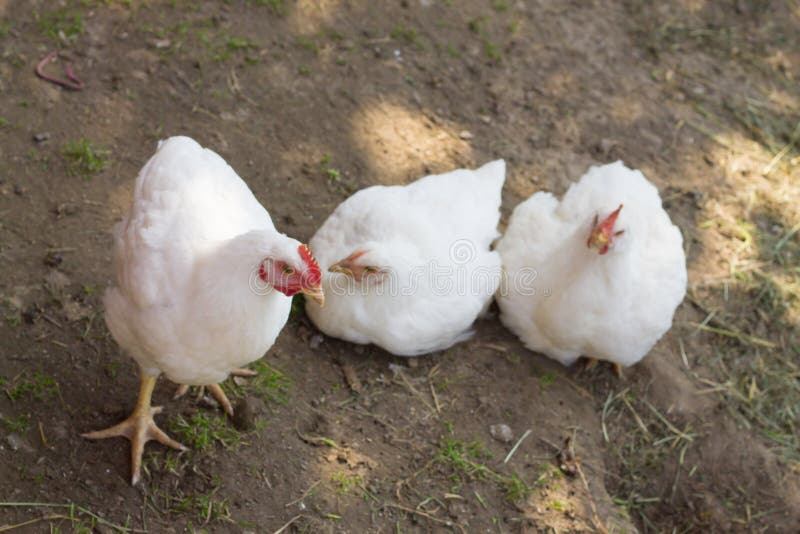 White Chicken Hen on Green Grass in Garden Stock Image - Image of ...