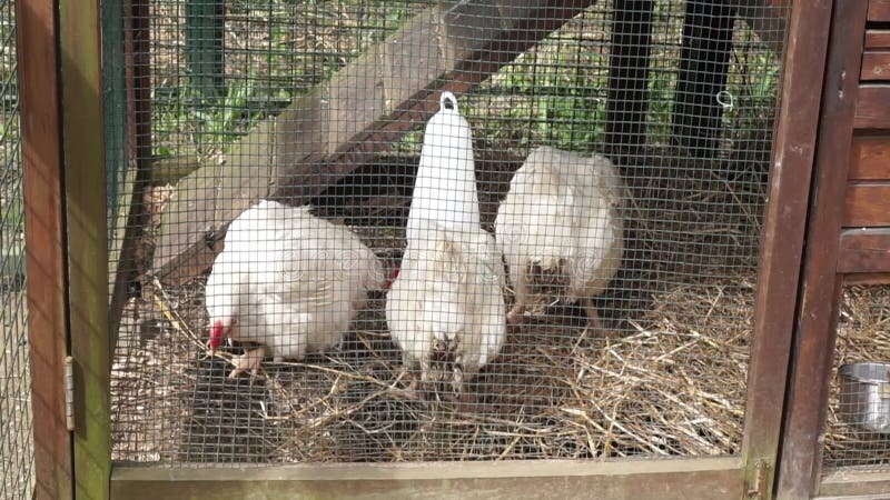Chickens in a chicken coop stock footage. Video of door - 321014342