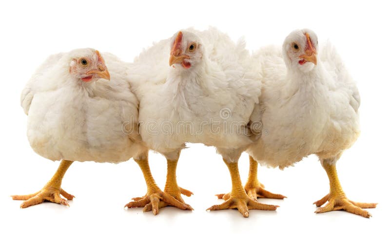 Two White Chickens Standing in Barn Stock Photo - Image of chickens ...