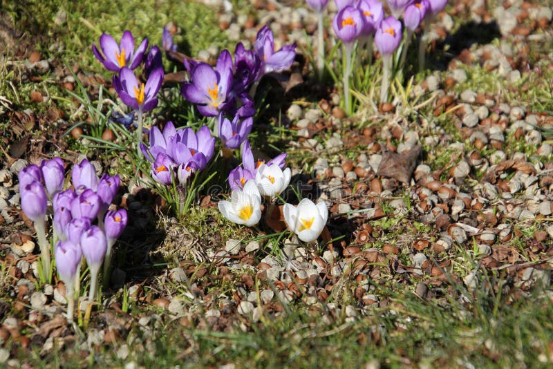 Three White Crocuses in Center of Photo Stock Image - Image of crocus ...