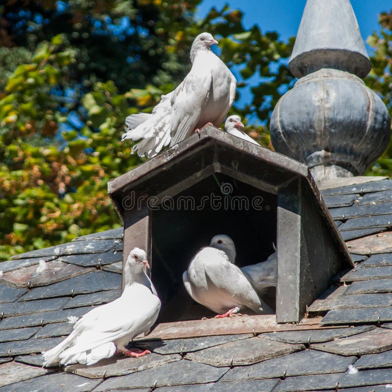 Three white doves stock photo. Image of symbol, beautiful - 44705646