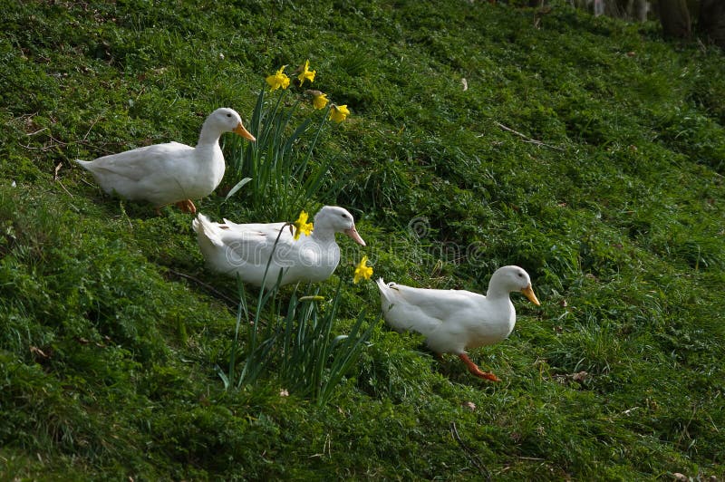 Three white ducks stock photo. Image of line, aylesbury - 44539622
