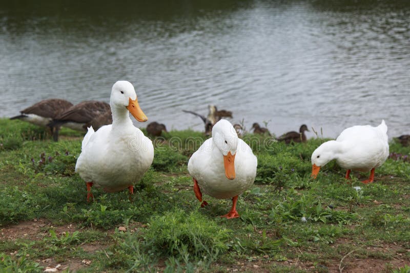 White Duck Itching His Head Stock Image - Image of funny, duck: 98964375