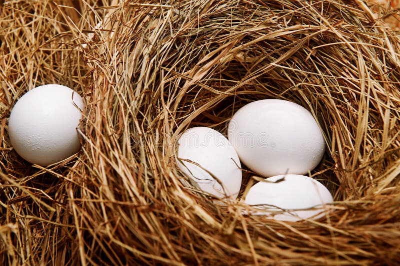 Eggs in a nest. stock photo. Image of wildlife, bird - 58842420