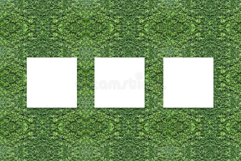 Three White Empty Frame On A Leave Wall For Image Advertising,green ...