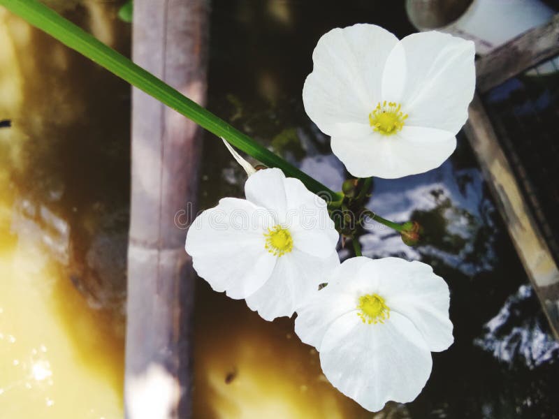 Three of White Flower Has Three Petals Stock Photo - Image of plant ...