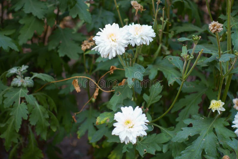Three White Flowers of Chrysanthemums in September Stock Image - Image ...
