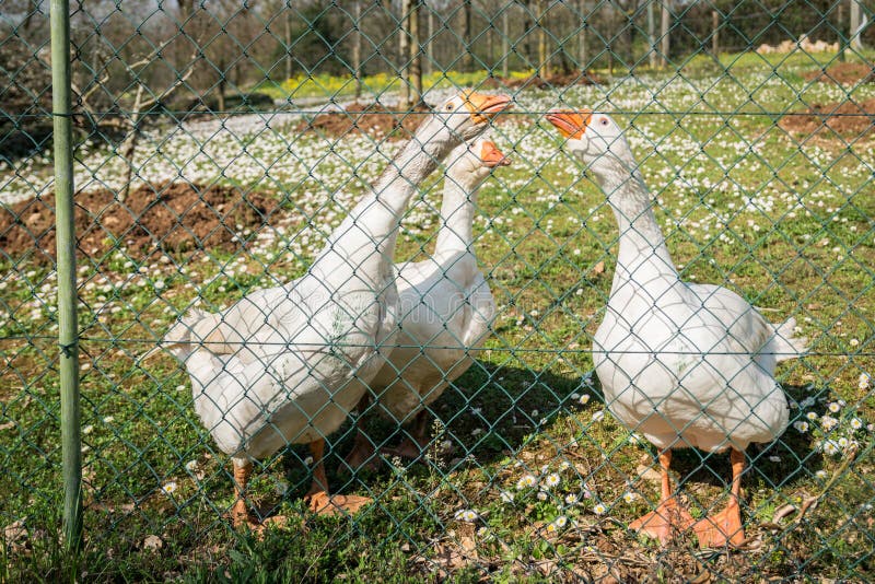 Three White Geese Behind a Metal Fence. Stock Photo - Image of eyes ...