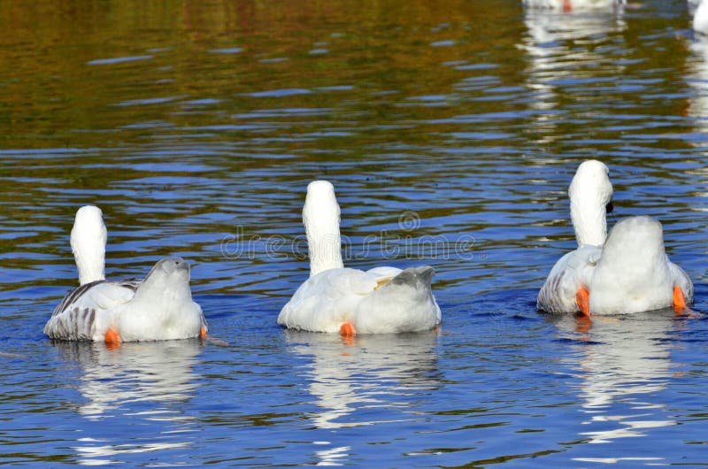 Three white geese stock image. Image of float, farm, animal - 49146527