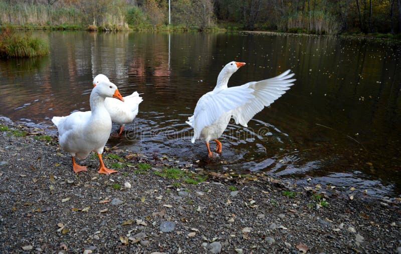 Geese on Lake, Morning Mist, Fall Stock Image - Image of governor, lake ...