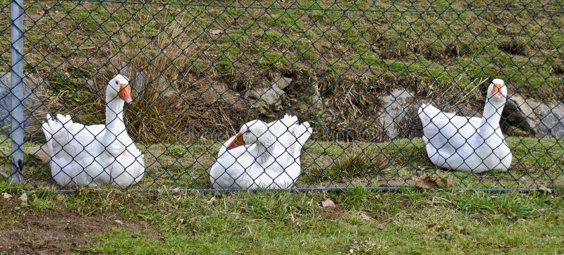 Three white geese lying stock image. Image of farm, white - 114965545