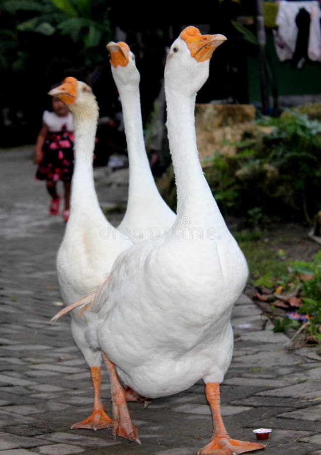 Three white geese stock photo. Image of three, economic - 209444552