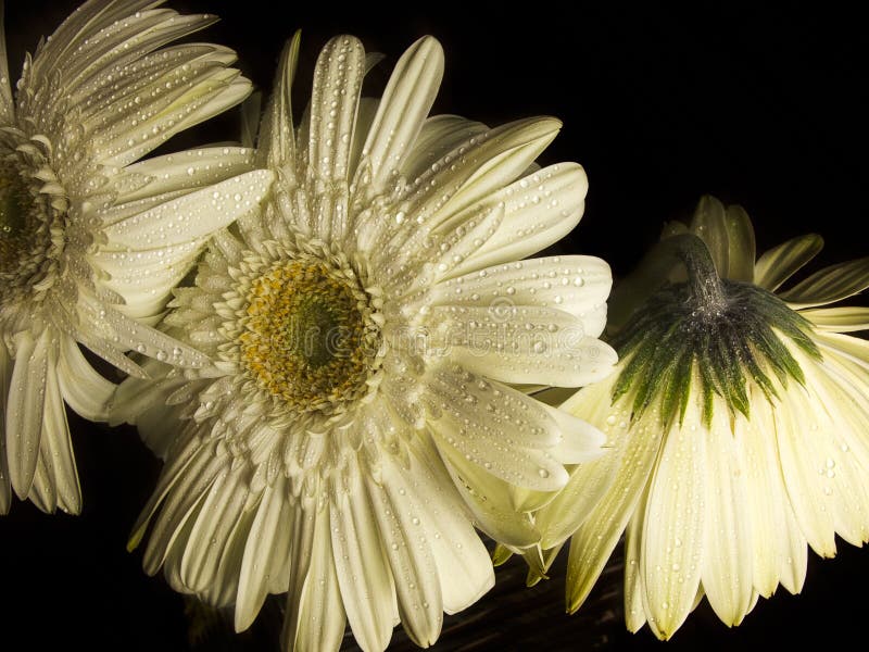 Three White Gerber Daisies stock image. Image of fresh - 116084385