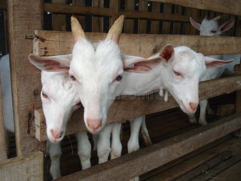 Goat head stock photo. Image of goat, head, goats, three - 130510516